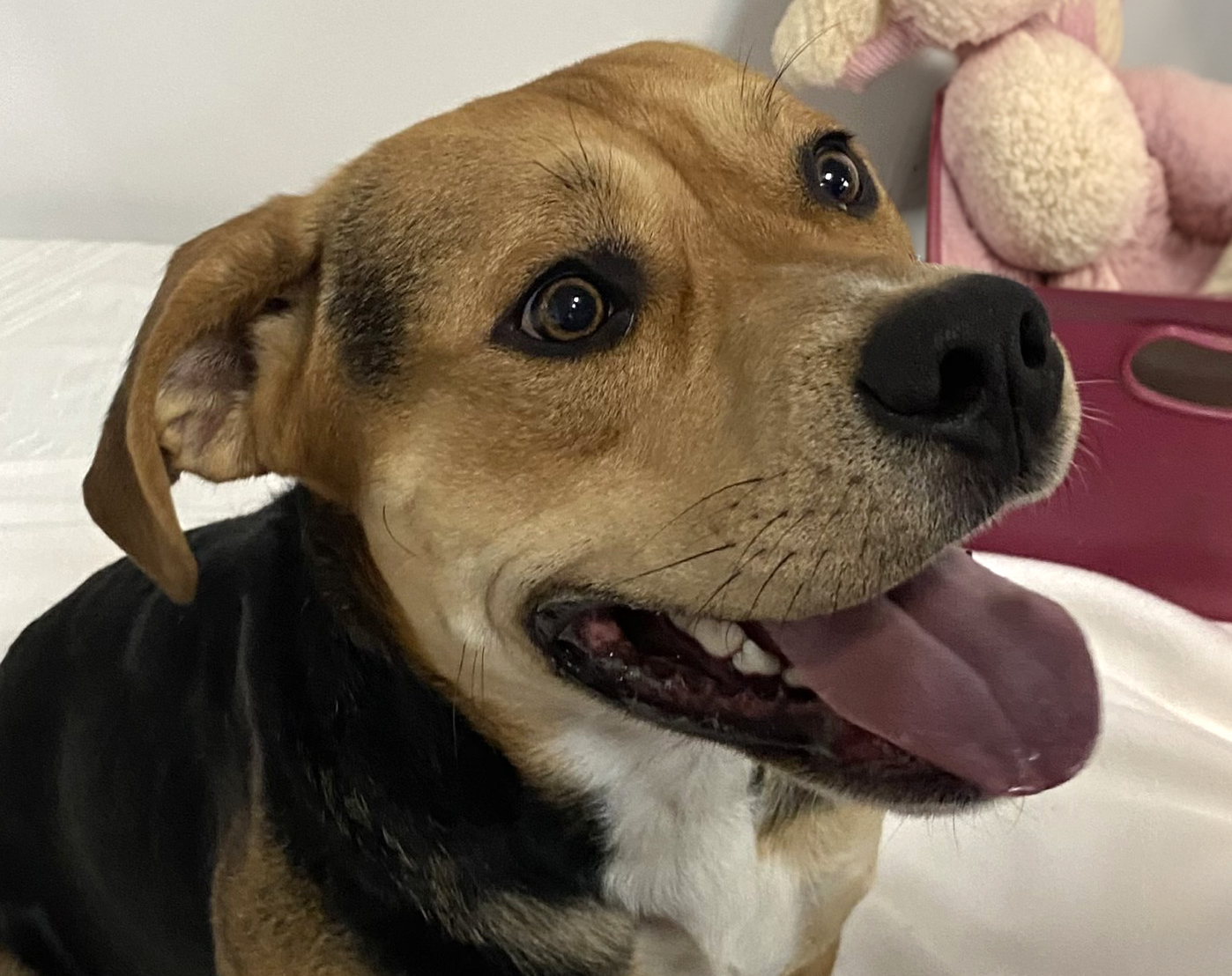 Roscoe Is NCCR Dog OF Week | News, Sports, Jobs - Post Journal